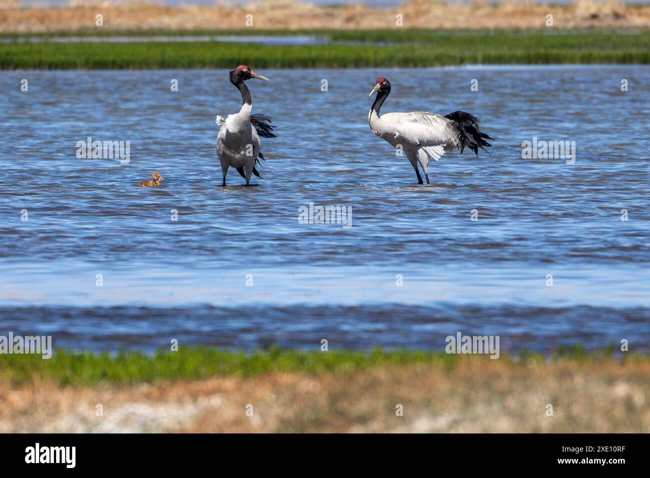 Nagqu, China's Xizang Autonomous Region. 9th June, 2024. Black-necked ...