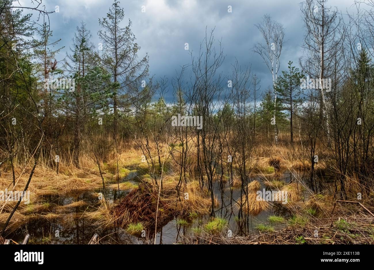 Bog and forest under moody sky Stock Photo - Alamy