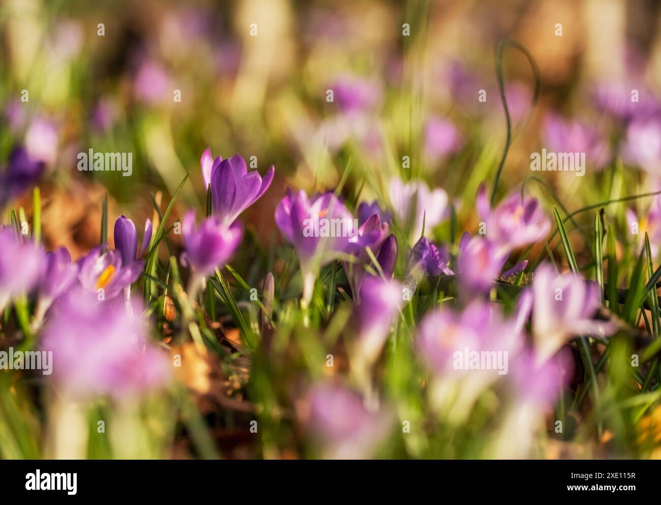 Spring season beauty flowering hi-res stock photography and images - Alamy