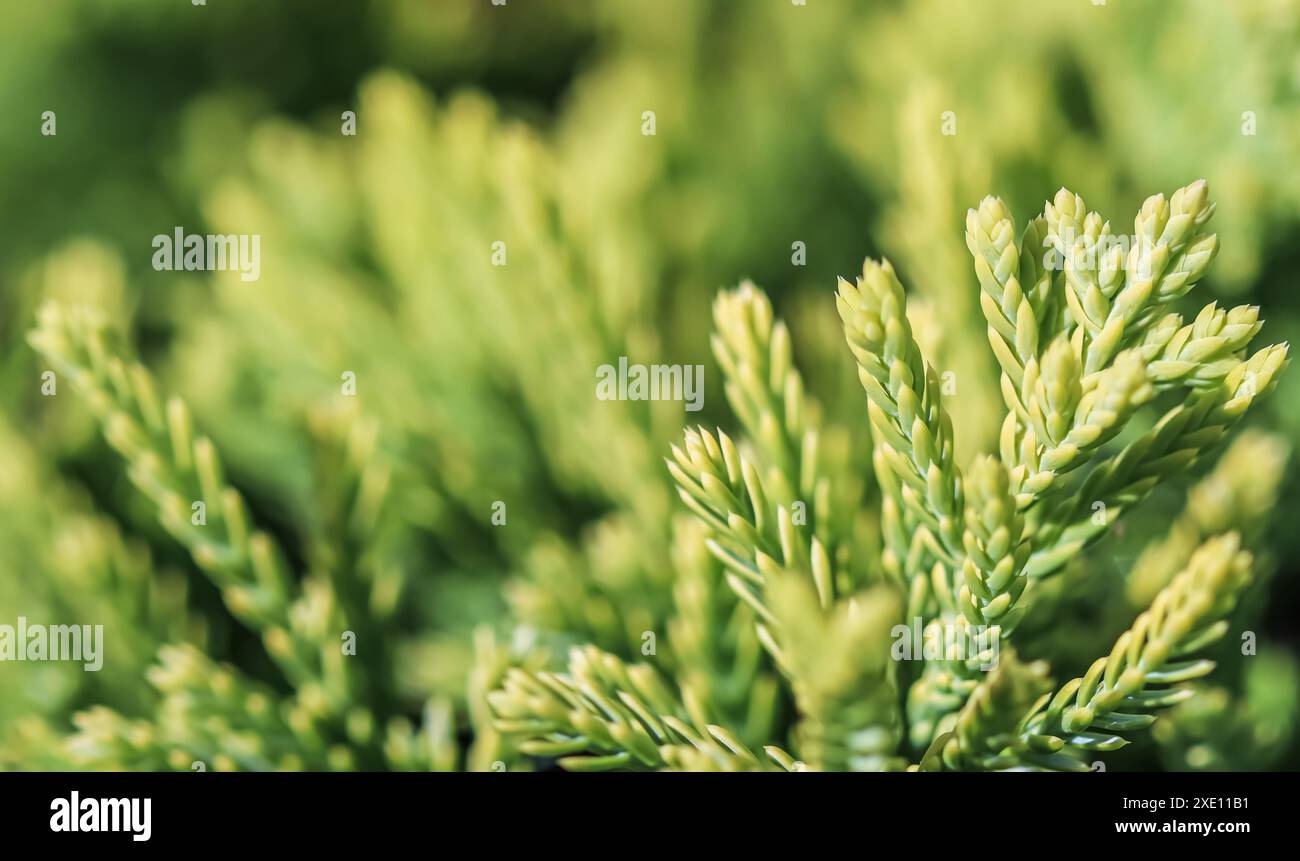 Golden Carpet, Creeping Juniper against the background of bark Stock ...