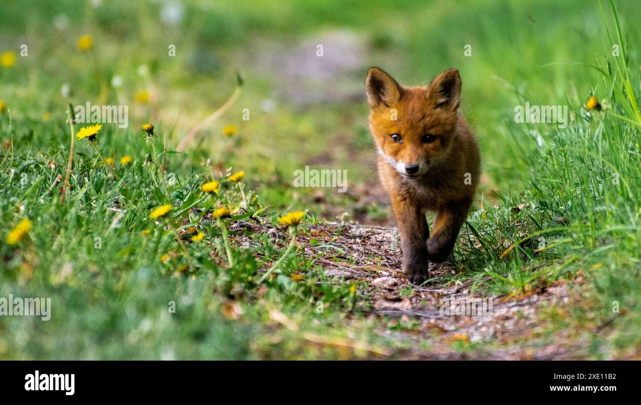 Fuchskind hi-res stock photography and images - Alamy