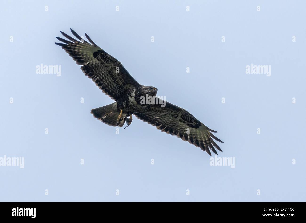 Buzzard flying in blue hi-res stock photography and images - Alamy
