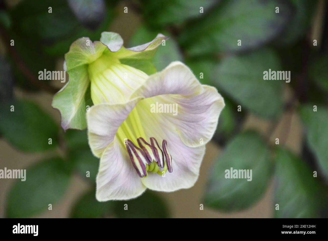 Cup and saucer plant hi-res stock photography and images - Alamy