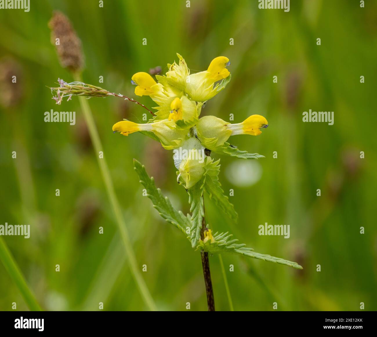 Cowslip, Primula veris, yellow wild flower Stock Photo - Alamy