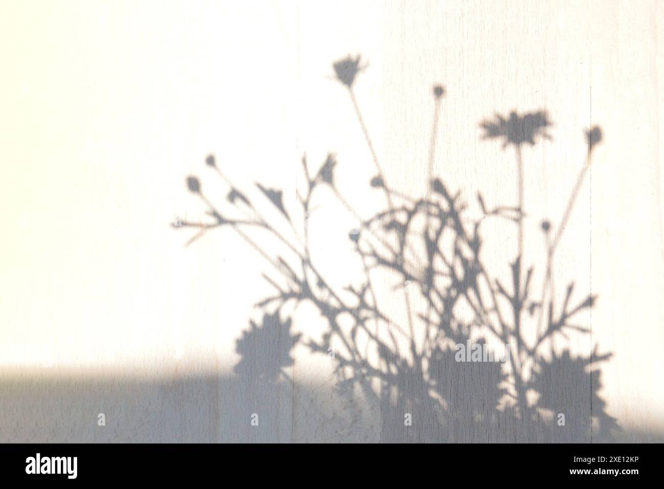 Flower shadows on wooden background Stock Photo - Alamy
