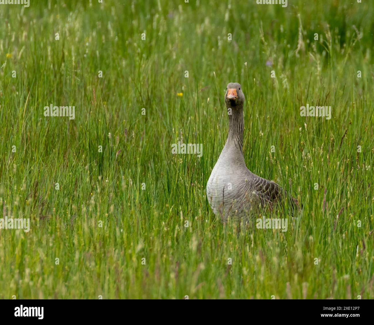 Long neck goose hi-res stock photography and images - Alamy
