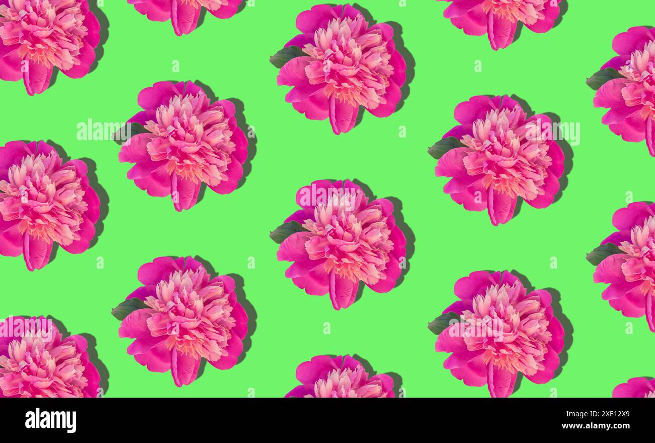 Pink peony flowers regular pattern on green color background. Blooming ...