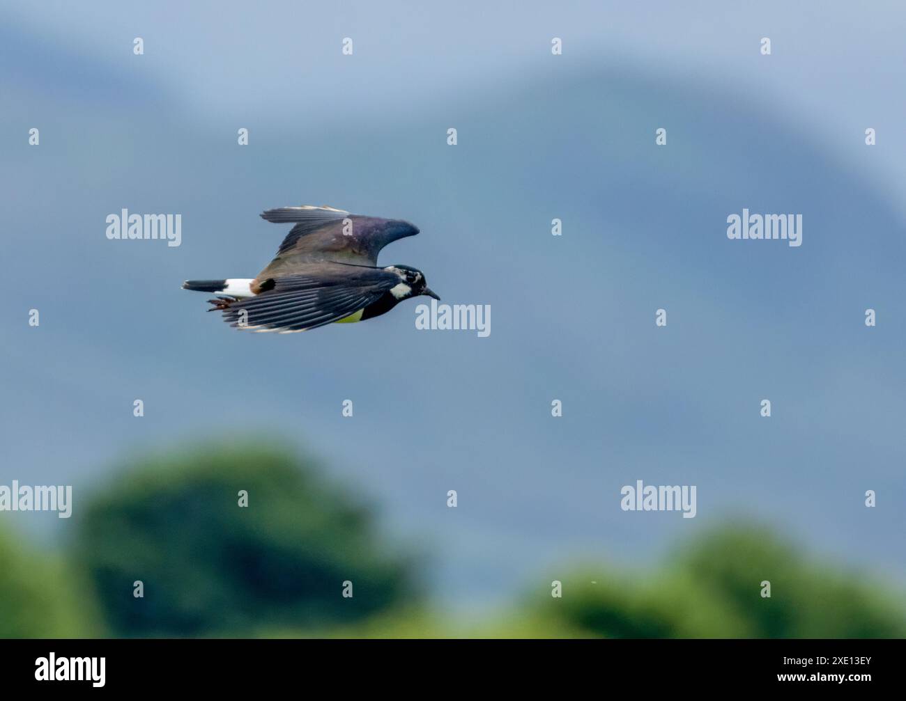 Lapwing bird in flight Stock Photo - Alamy