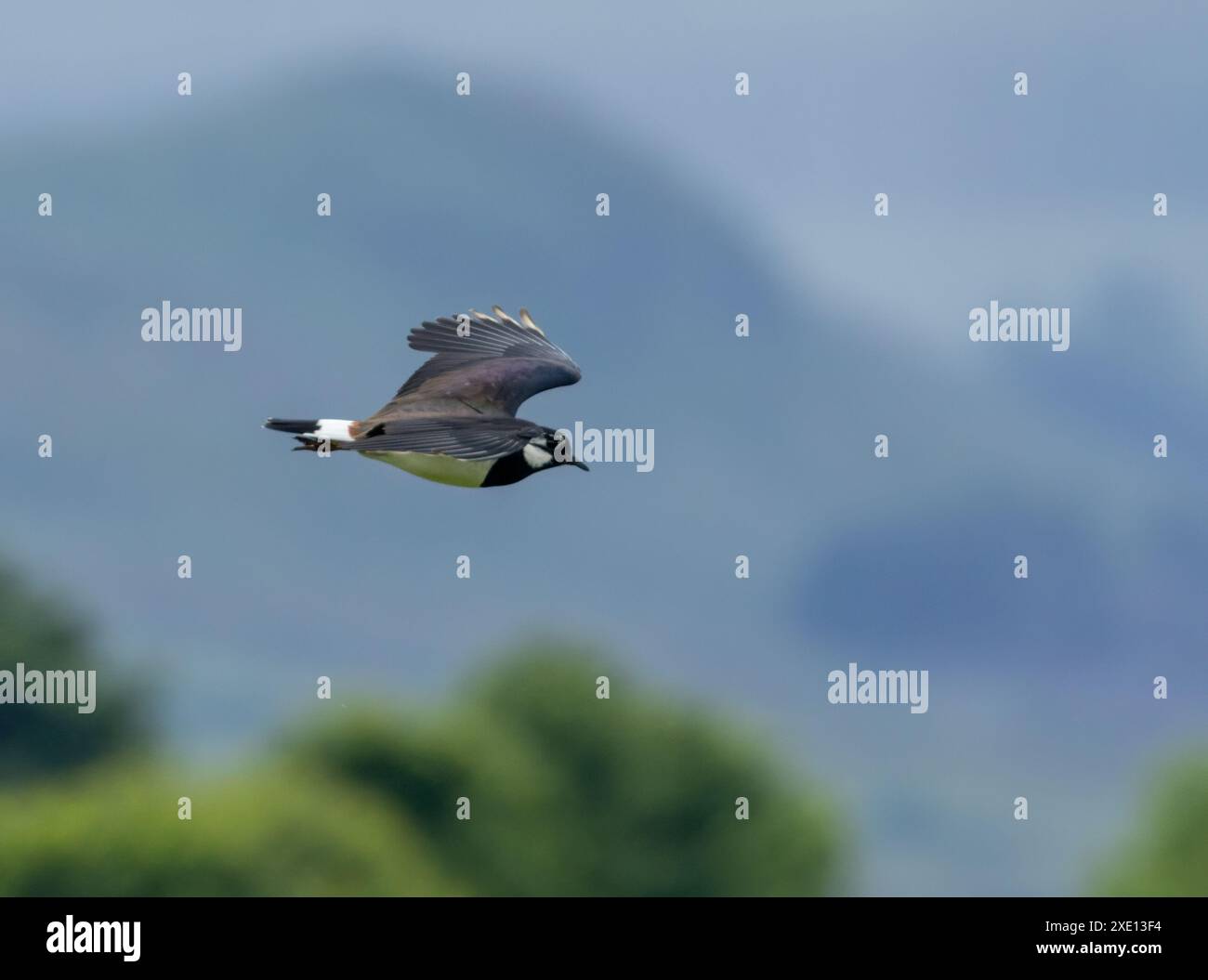 Lapwing bird in flight Stock Photo - Alamy