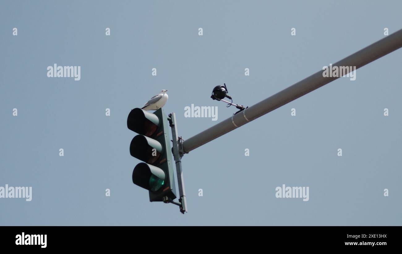 Bird on a traffic light Stock Photo - Alamy