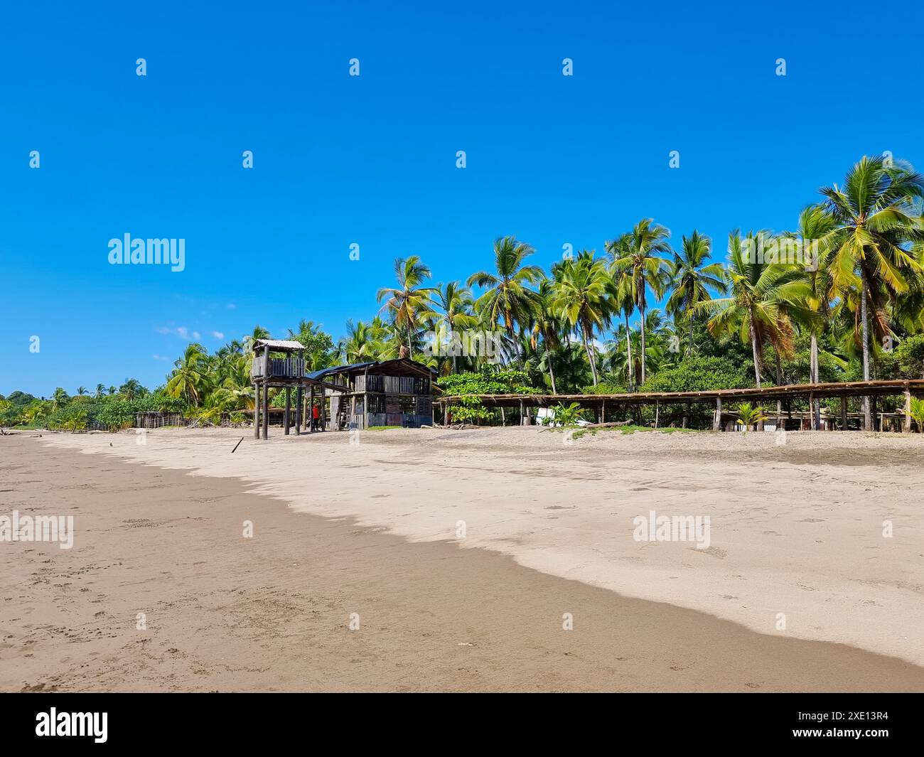Panama, Las Lajas, palm forest facing the beach Stock Photo - Alamy