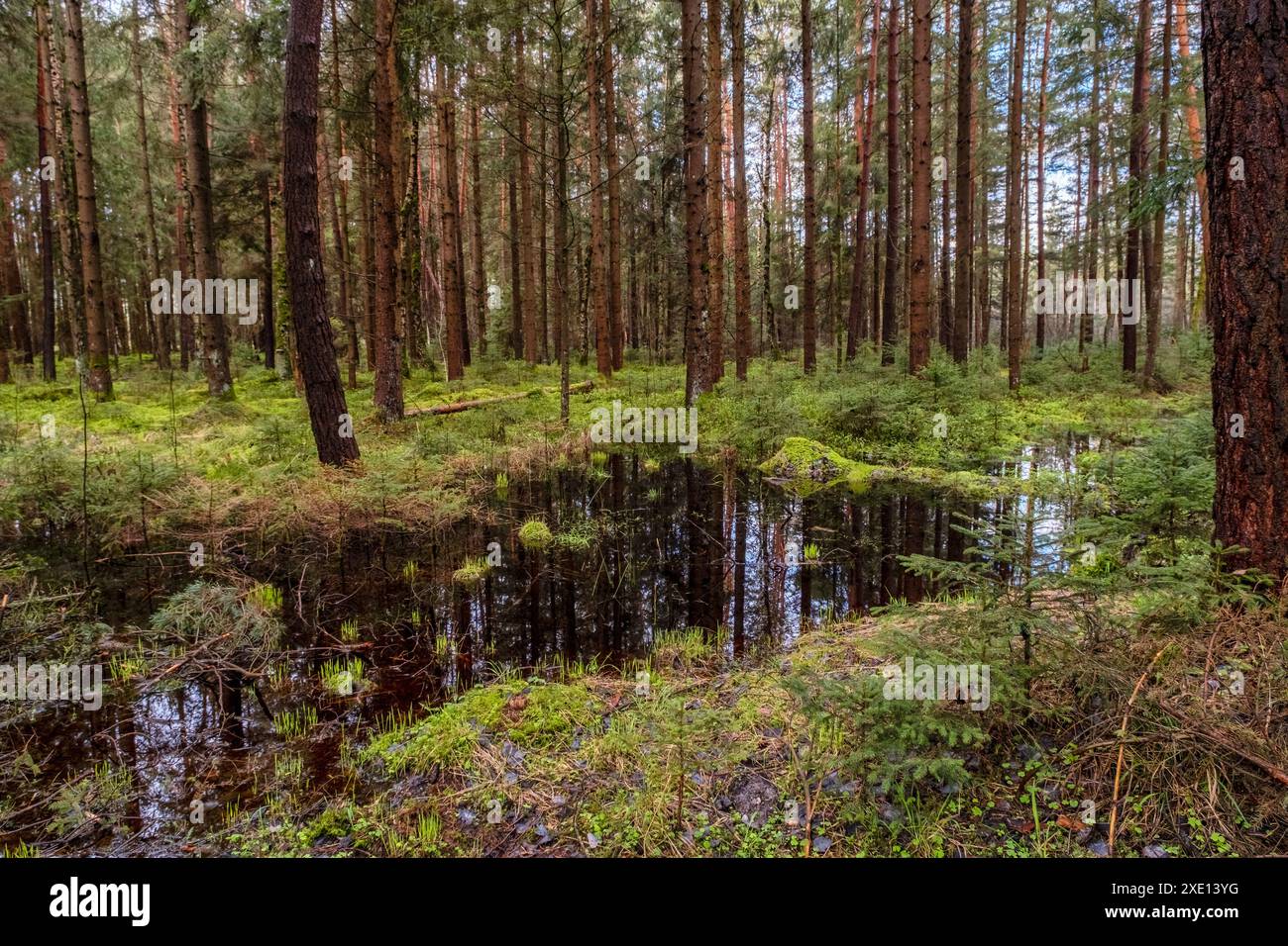 Bog and pine forest landscape Stock Photo - Alamy