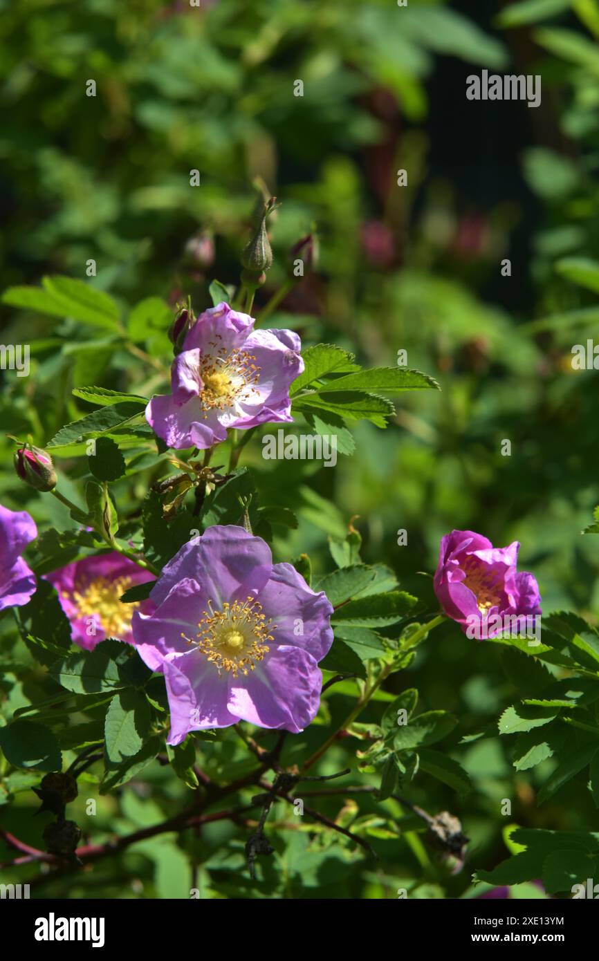 Zierpflanzejapanrose hi-res stock photography and images - Alamy