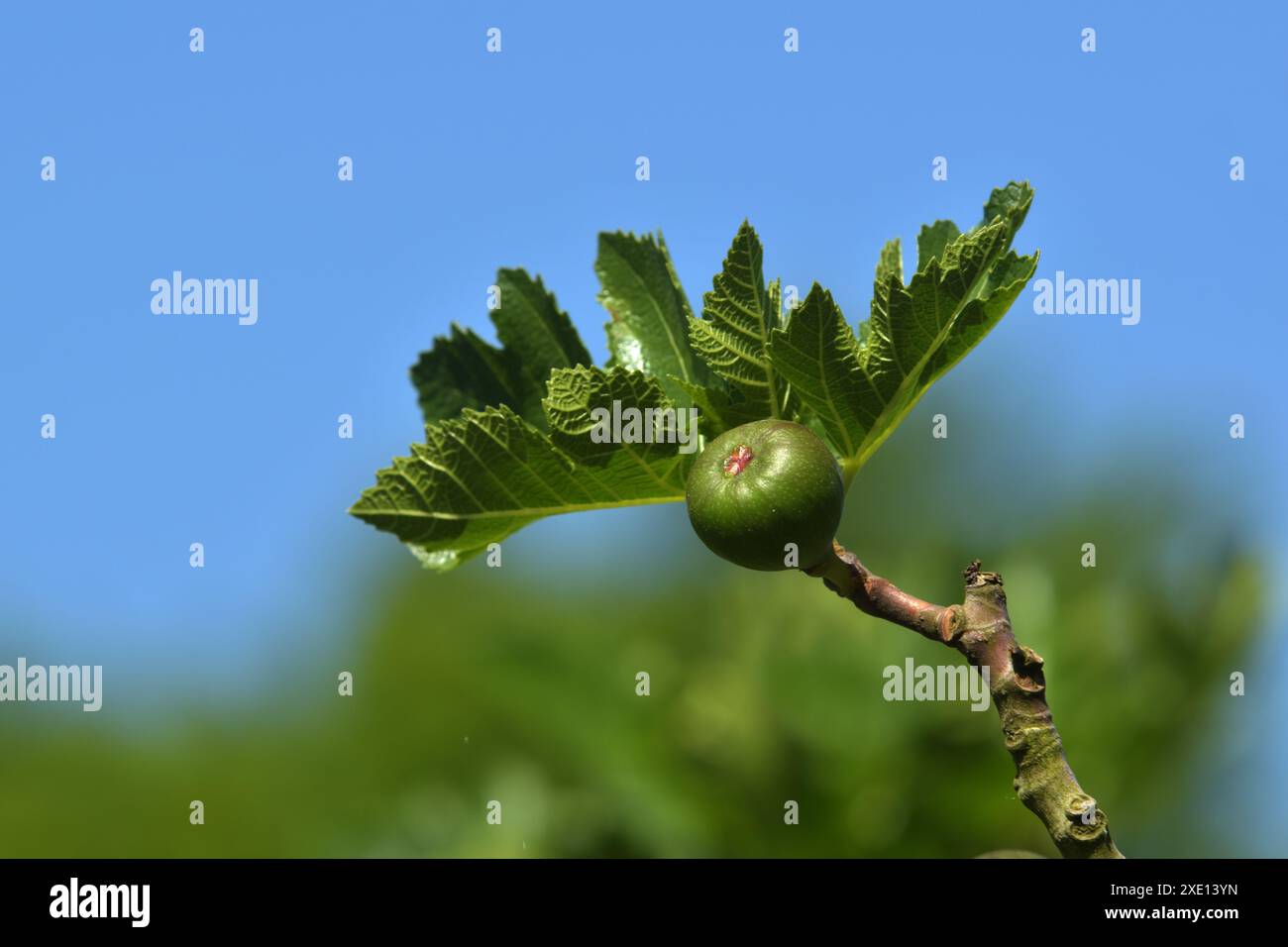 Fraga feigen hi-res stock photography and images - Alamy