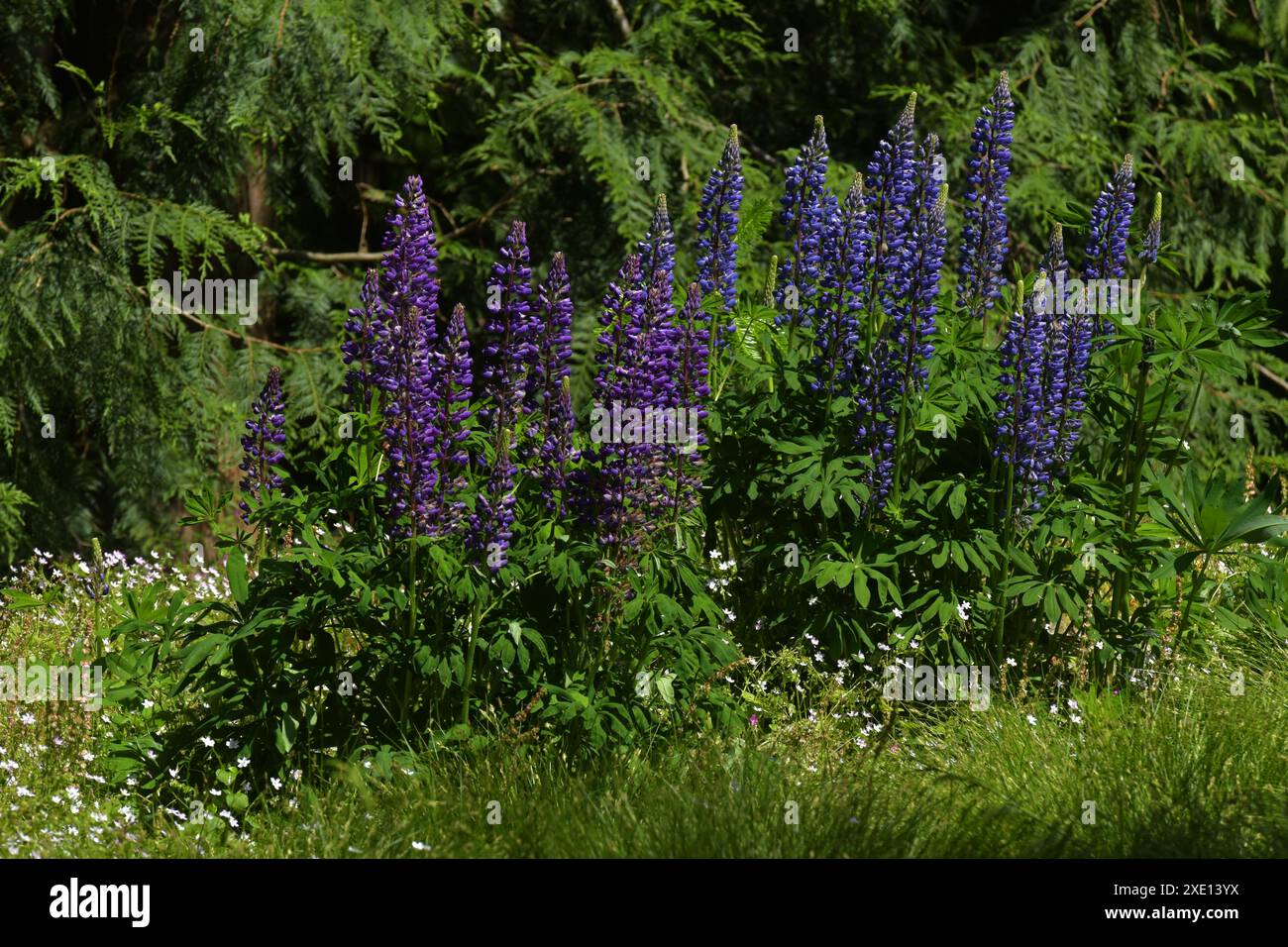 Schloayfrau hi-res stock photography and images - Alamy