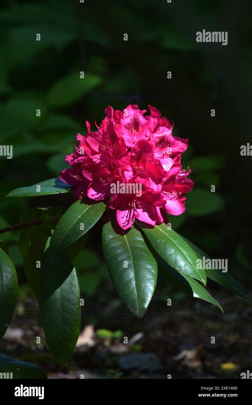 Ferrugineum rhododendron flower ericaceae hi-res stock photography and ...