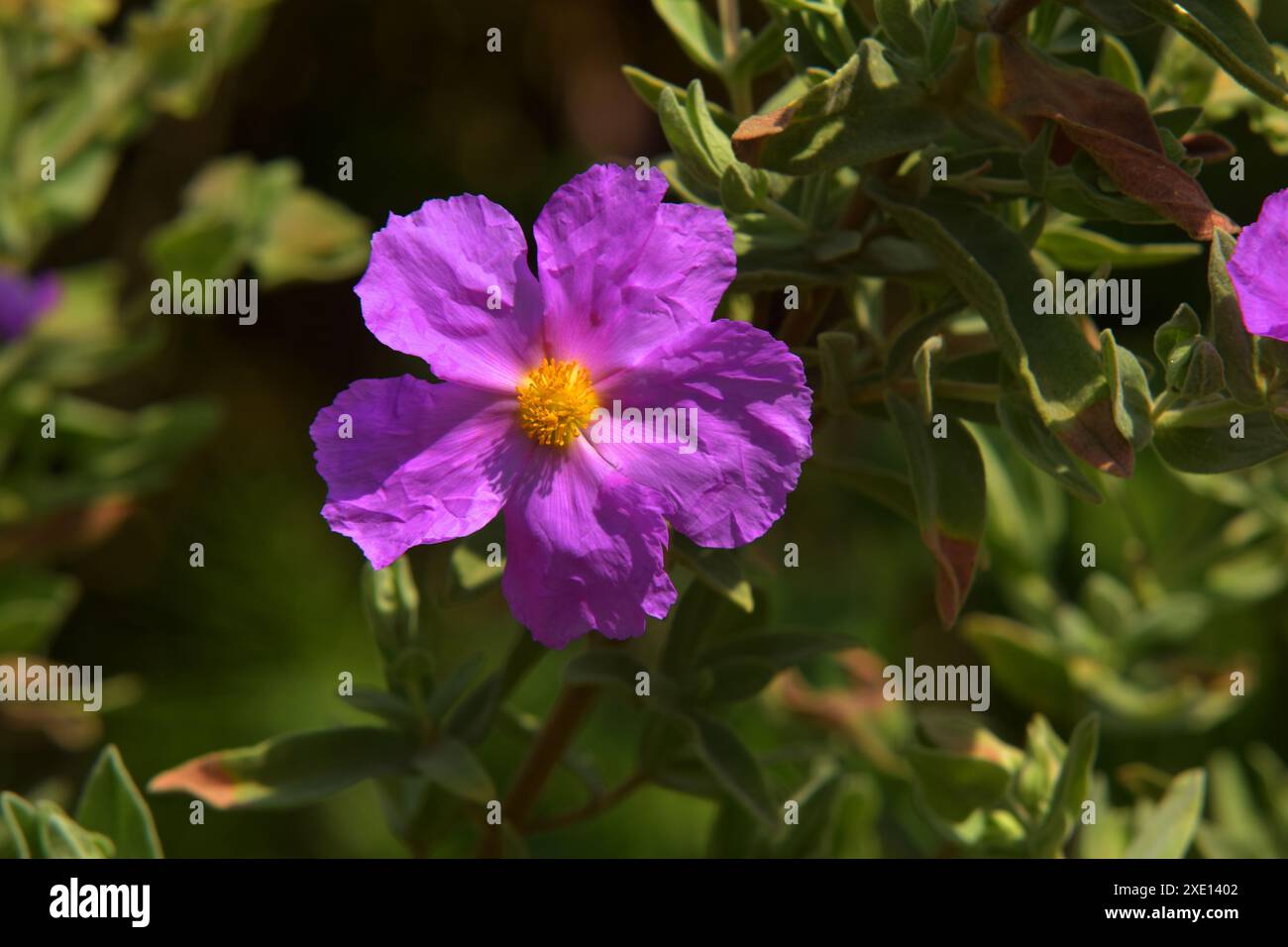 Whitish cistus hi-res stock photography and images - Alamy