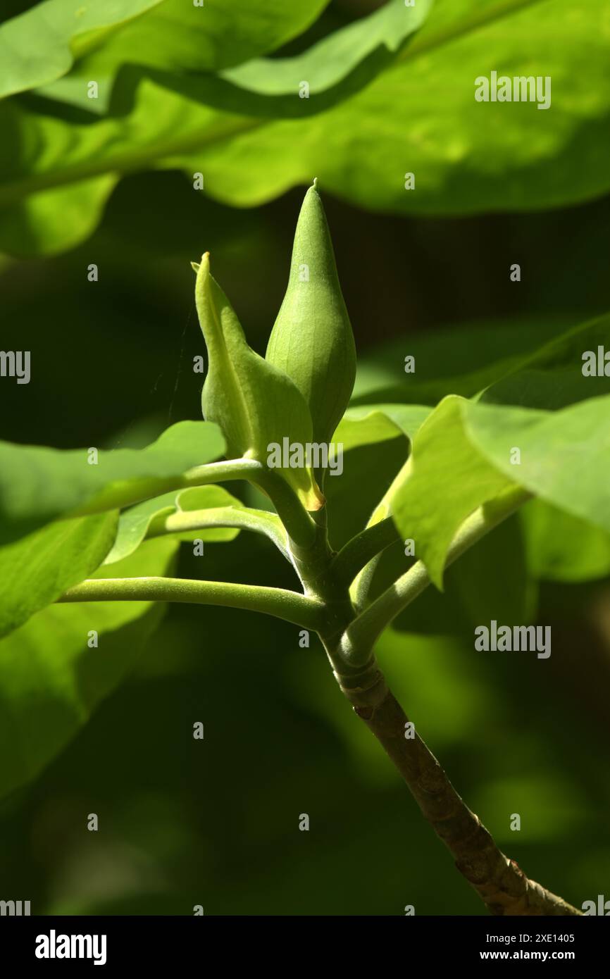Magnolia bud in spring Stock Photo - Alamy