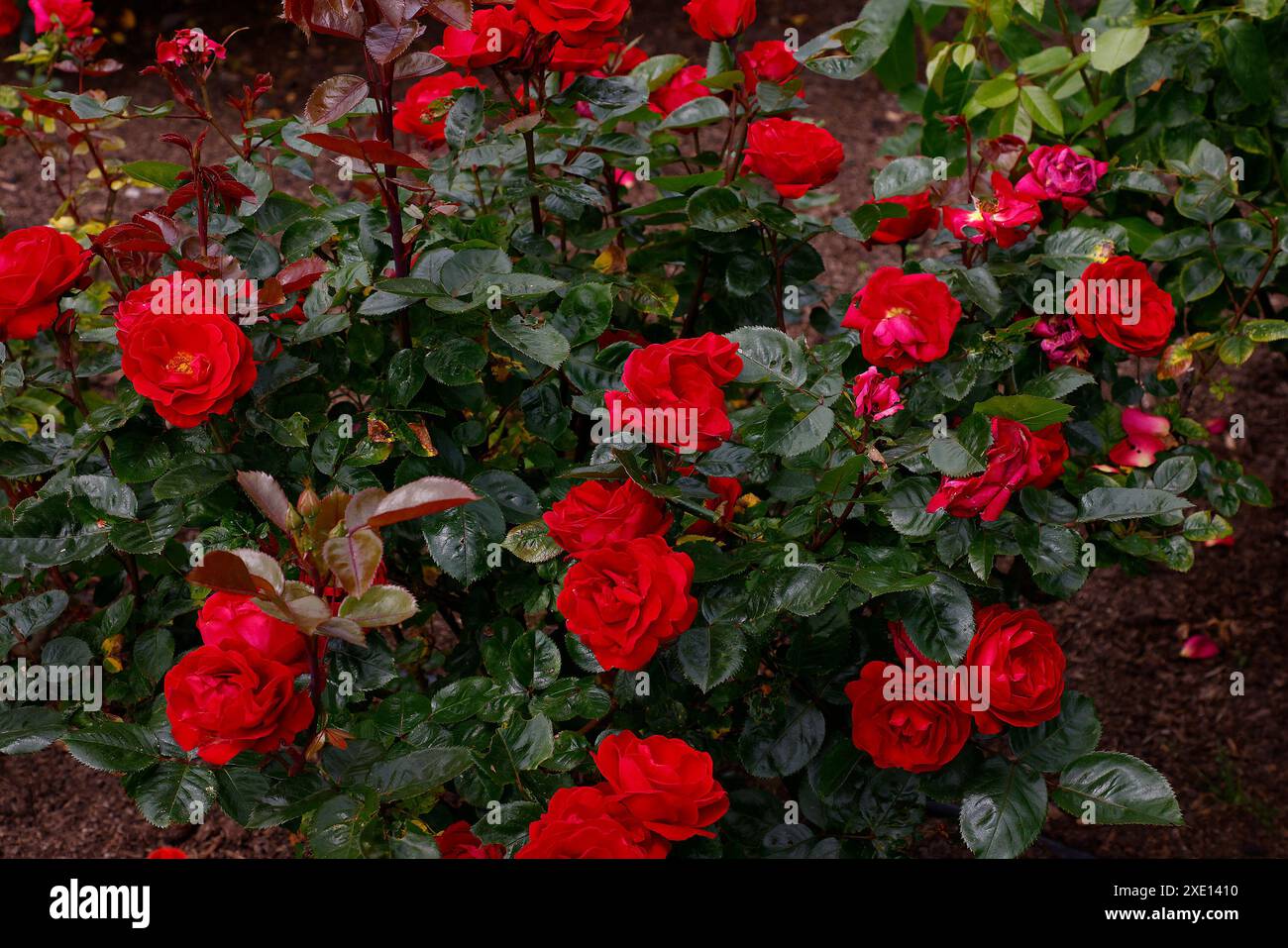Closeup of the double red flower of the repeat flowering garden ...
