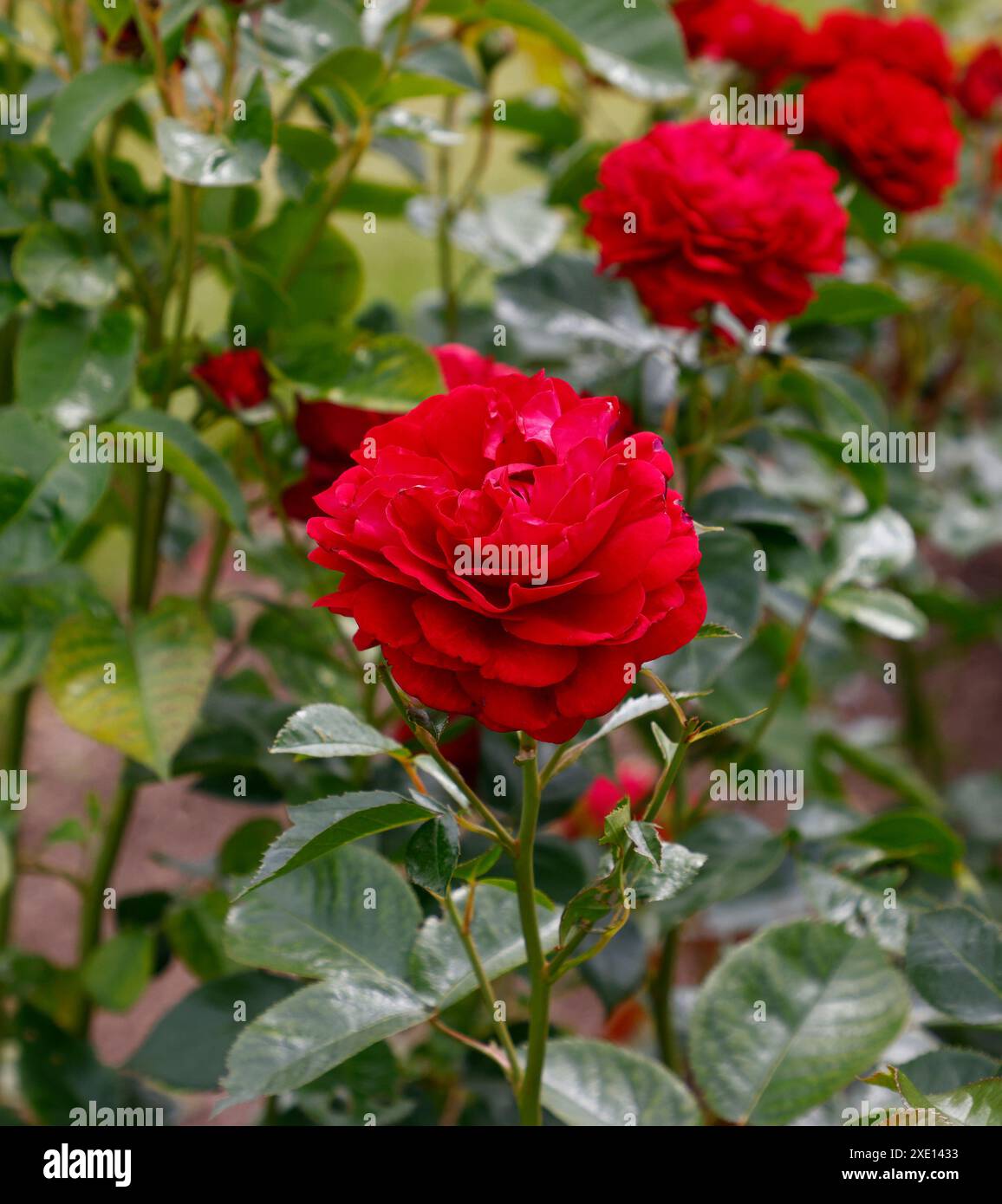 Closeup of the red flowers of the repeat flowering floribunda garden ...