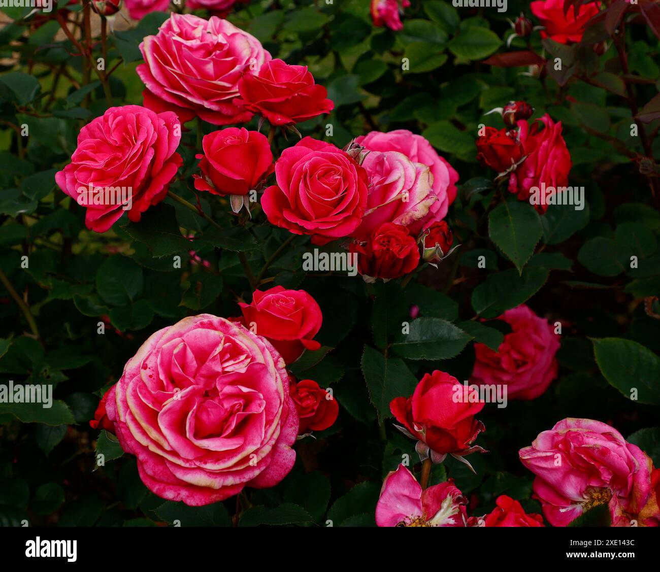 Closeup of the pink flower of the repeat flowering garden rose rosa ...