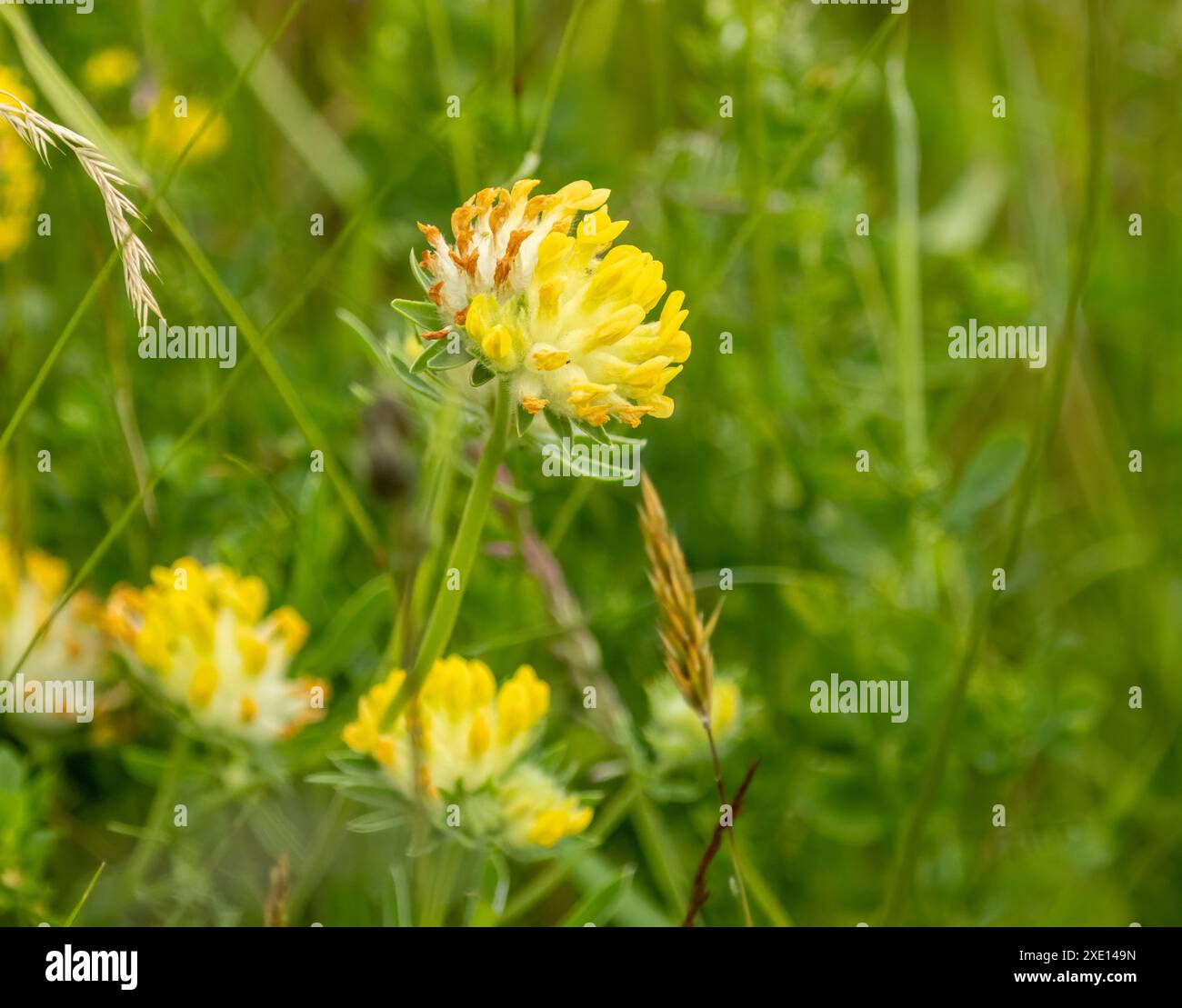 Yellow flower amongst wild hi-res stock photography and images - Alamy