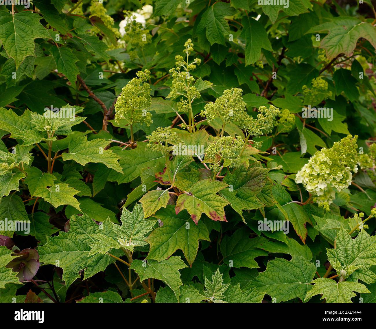 Hydrangea quercifolia harmony flower buds shrub hi-res stock ...