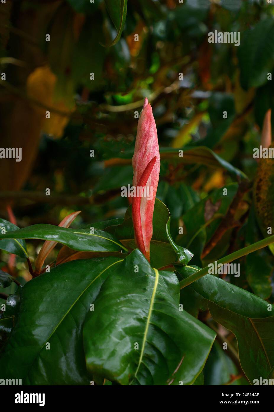 Closeup of the red new leaf of the evergreen garden tree magnolia ...