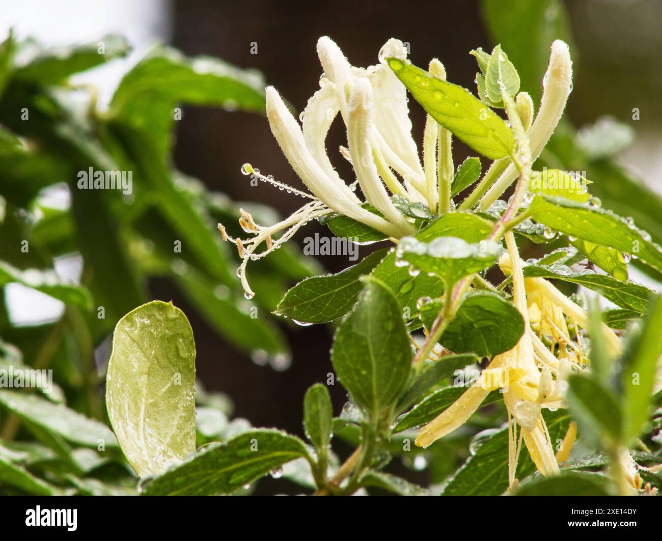 Honeysuckle lonicera caprifolium flower hi-res stock photography and ...