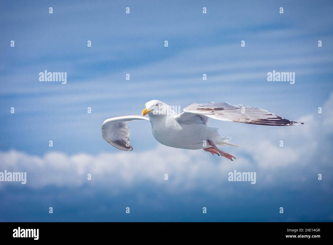 Seagull white cliffs dover hi-res stock photography and images - Alamy