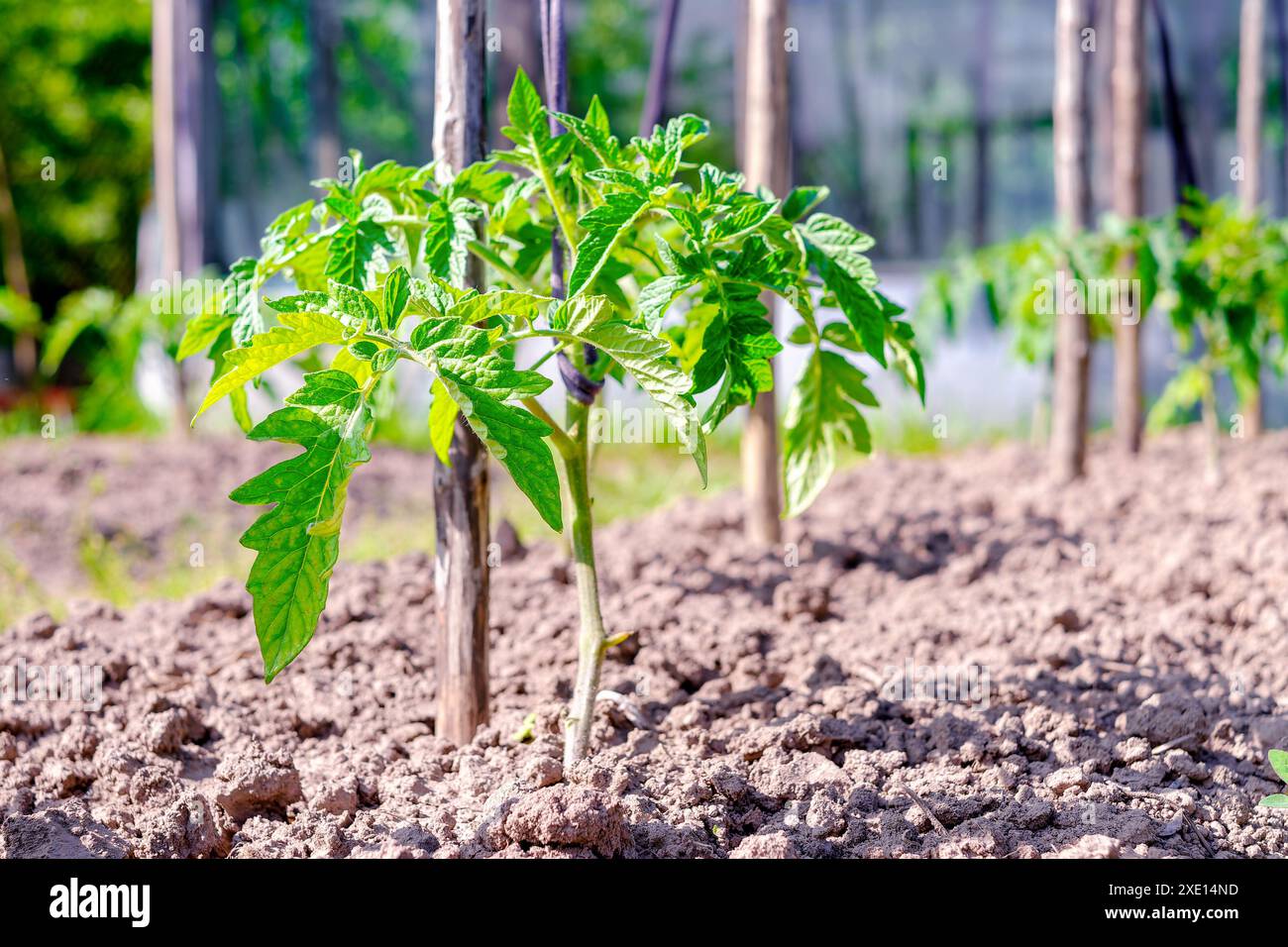Home plant seedlings care hi-res stock photography and images - Alamy