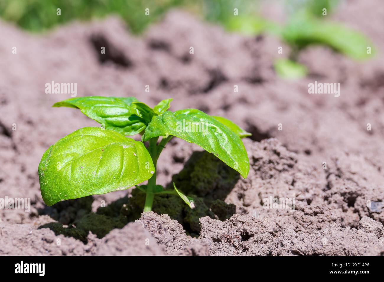 The basil plant (Ocimum basilicum). Basil seedling in the spring in the ...