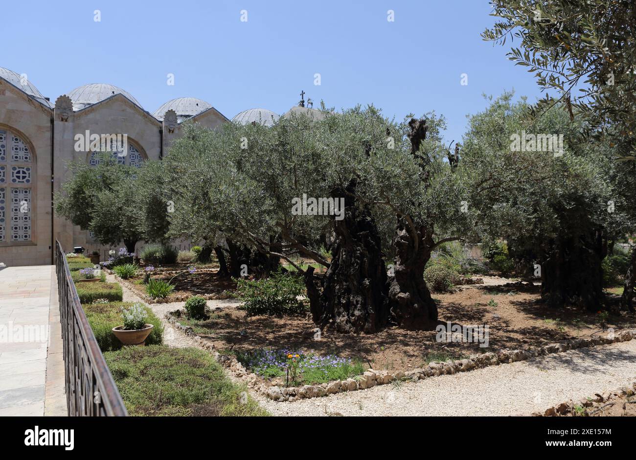 Some very old Olive Trees, Garden of Gethsemane, Kidron Valley, the ...
