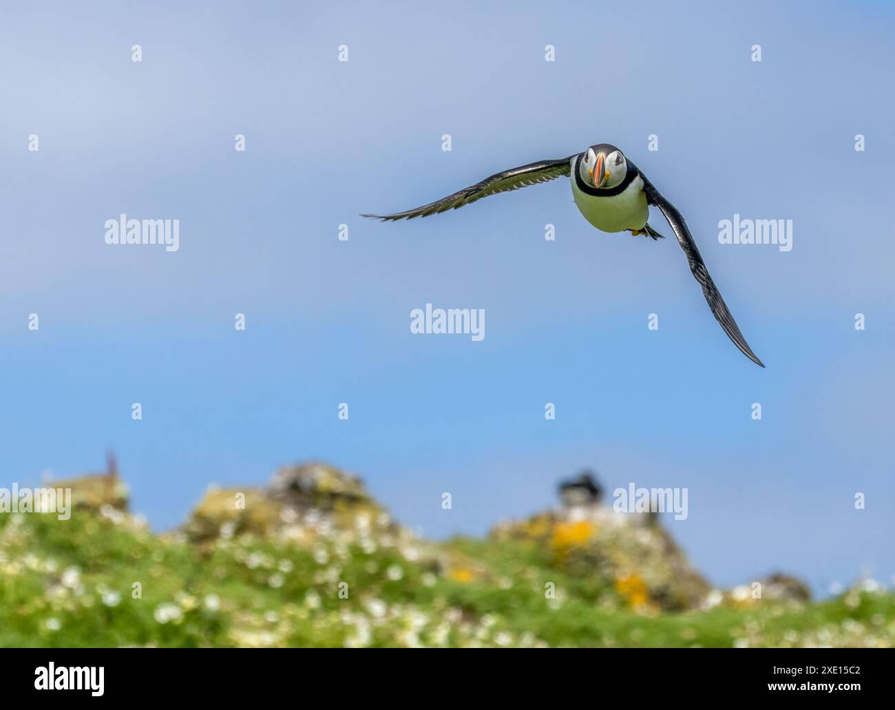 Atlantic puffins in flight on the breeding island, Isle of May Stock ...