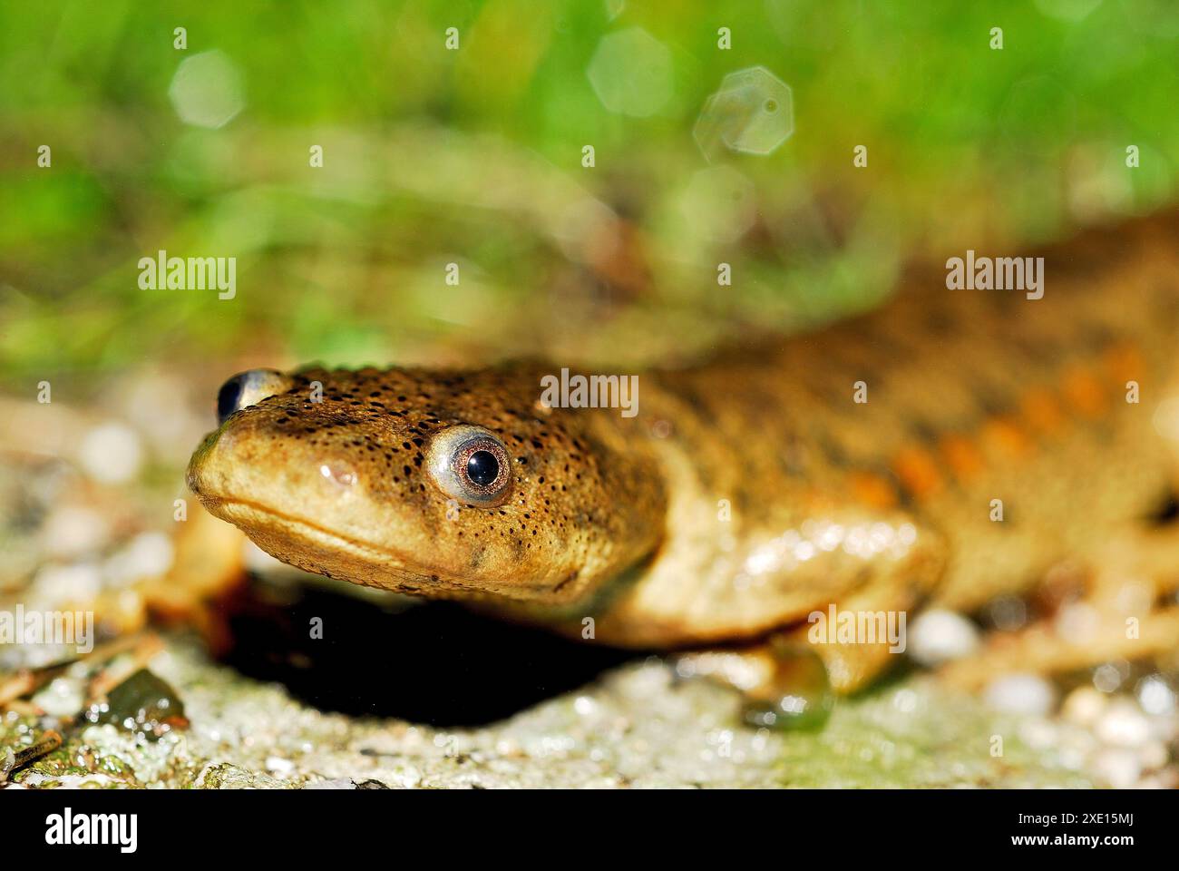 Spanish ribbed newt (Pleurodeles waltl) close to Valdemanco, Madrid ...