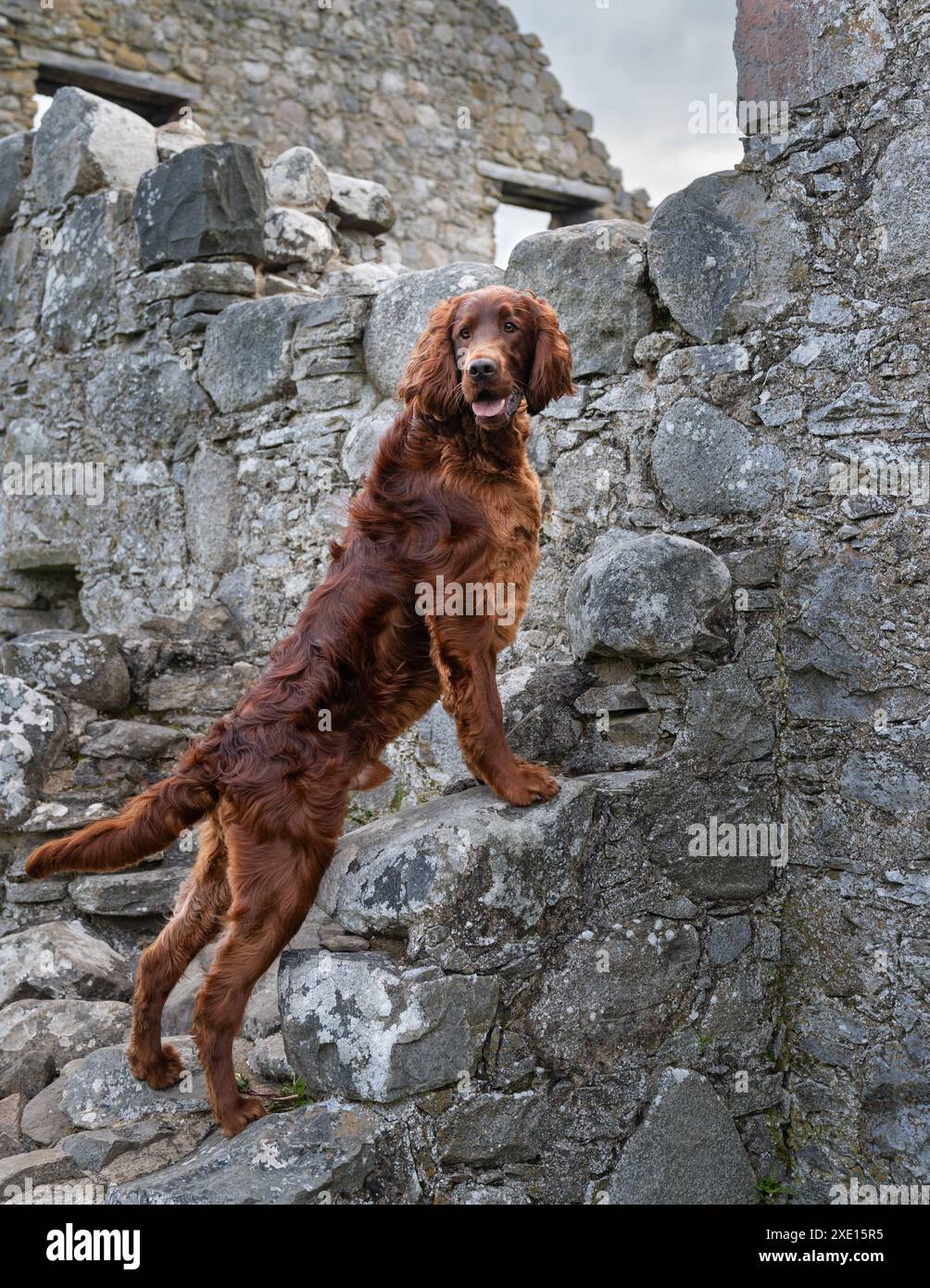 Natural light setting for a dog portrait of an Irish Setter on old ...