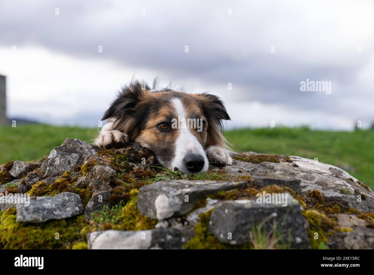 Border collie in an outdoor setting with her head on a rock for an ...