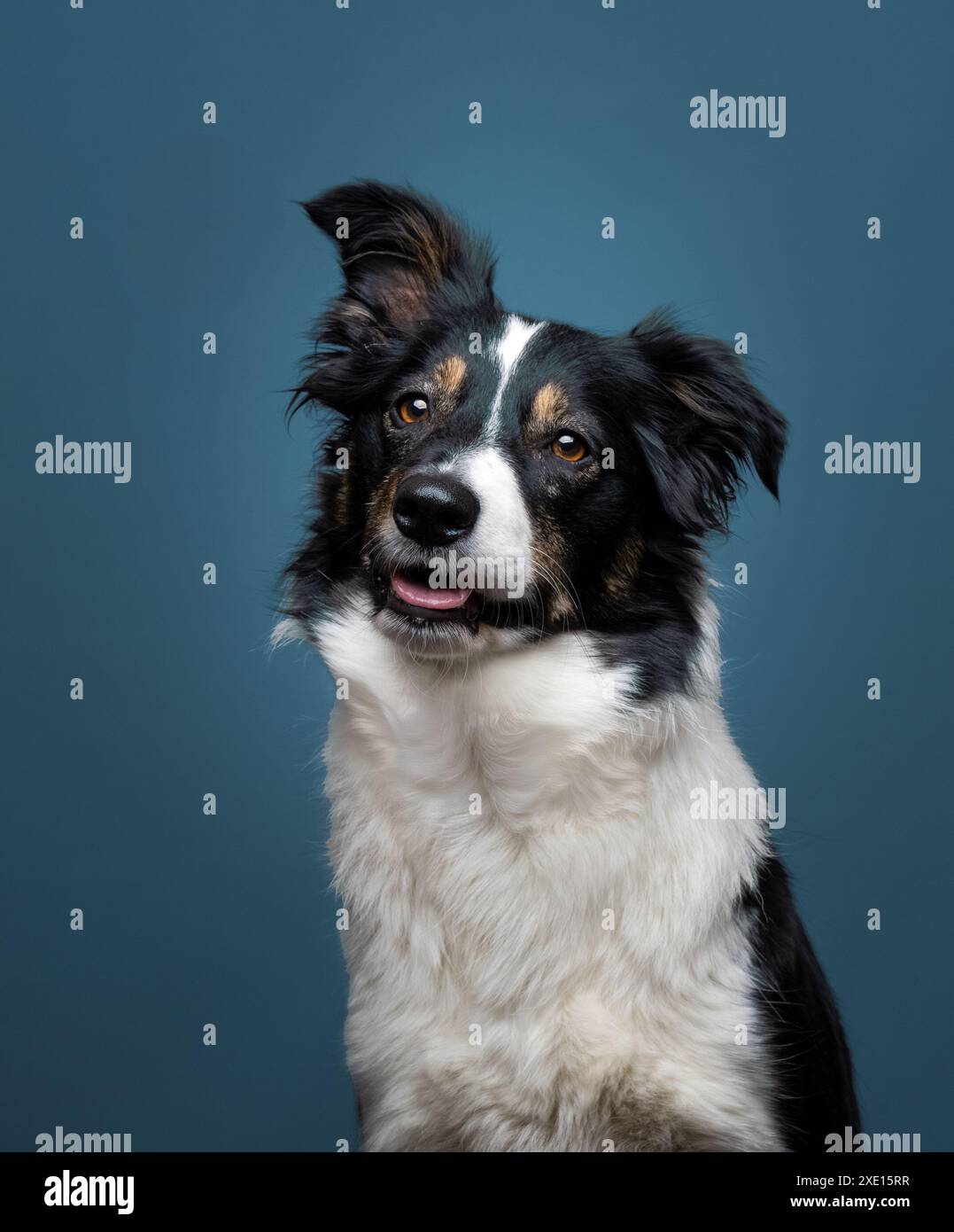 Studio portrait of a tri-color border collie against a blue backdrop ...