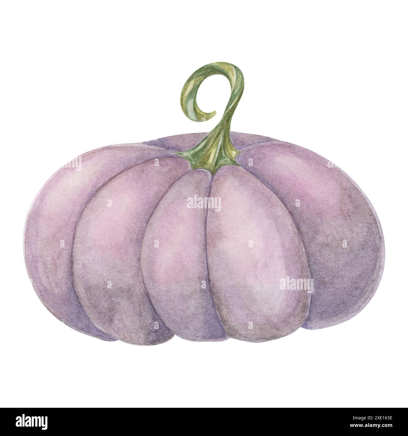 Purple pumpkin watercolor illustration. Pastel colored autumn vegetable ...