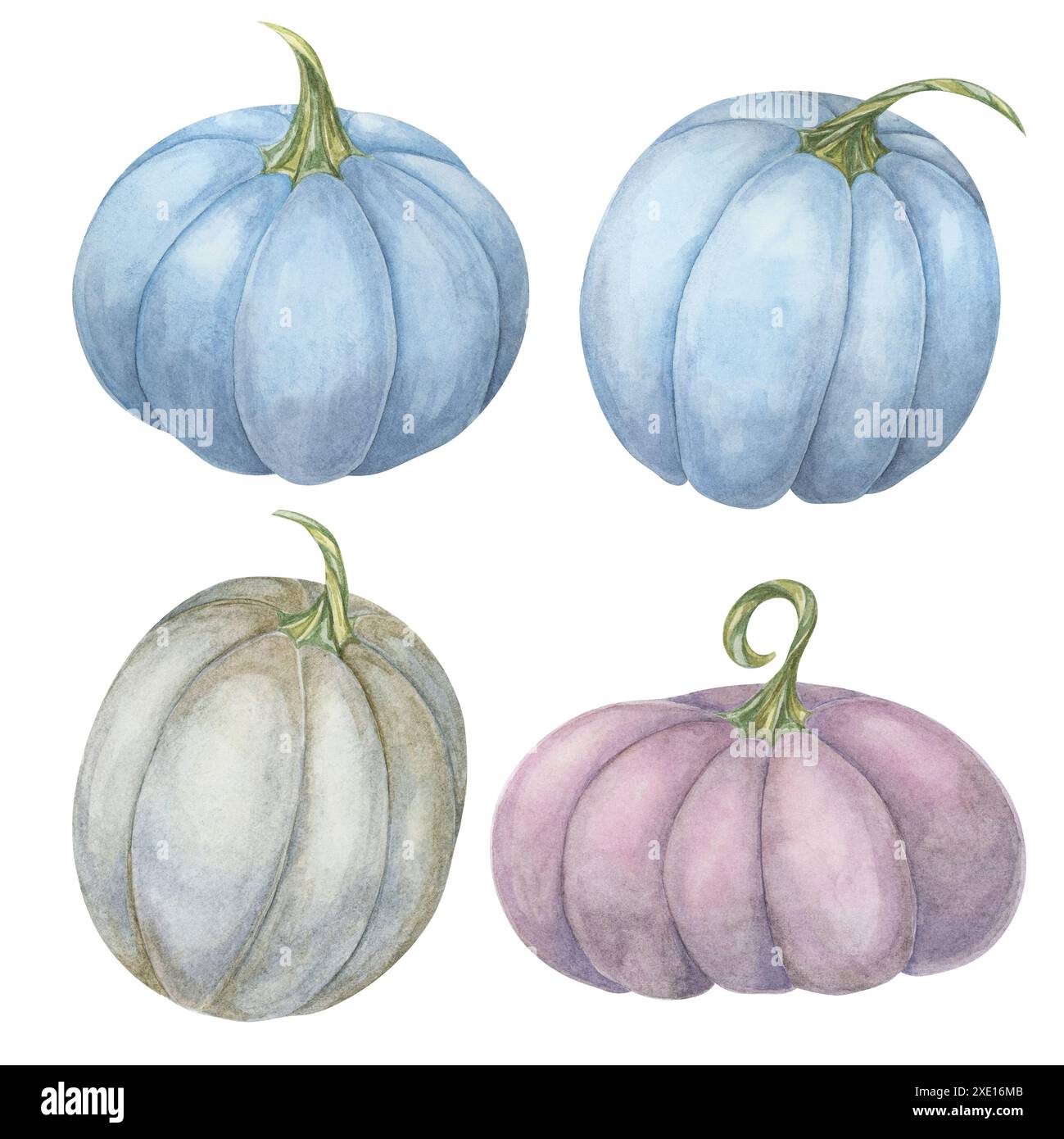 Blue, grey, purple pumpkins watercolor illustration. Autumn vegetables ...