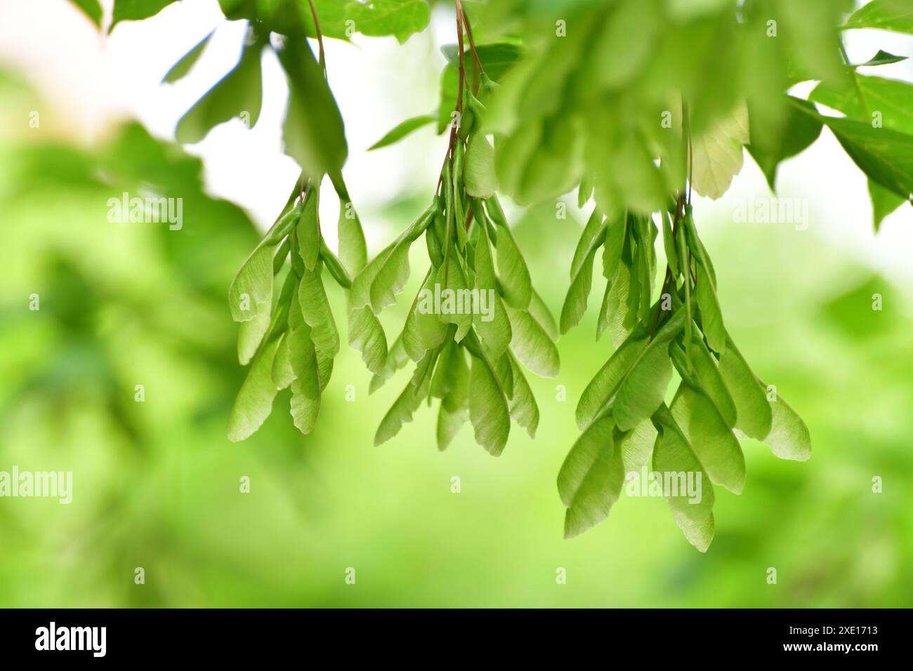 The Ash-leaved maple twig with young seeds Stock Photo - Alamy