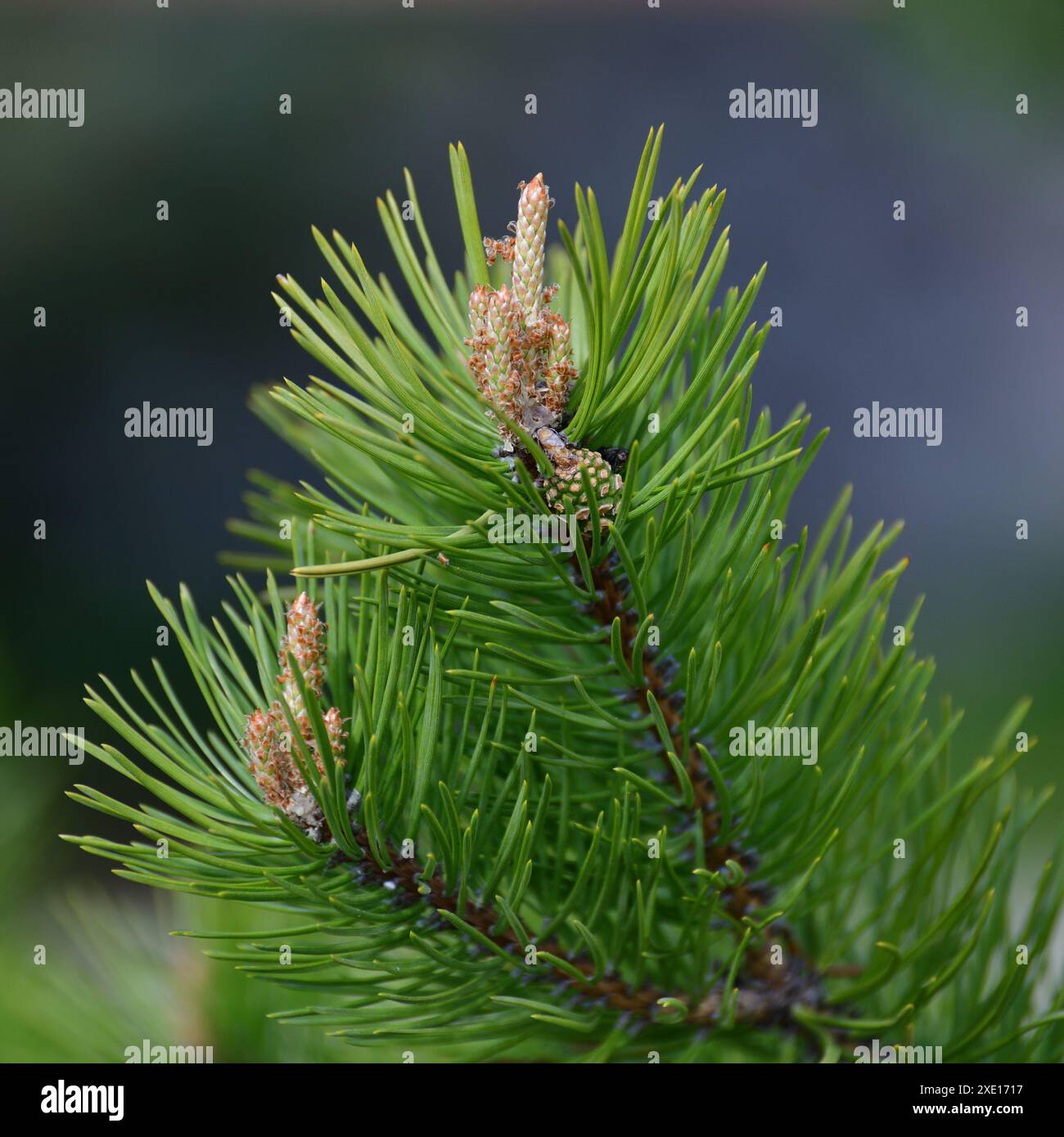 Many pine cones hi-res stock photography and images - Alamy
