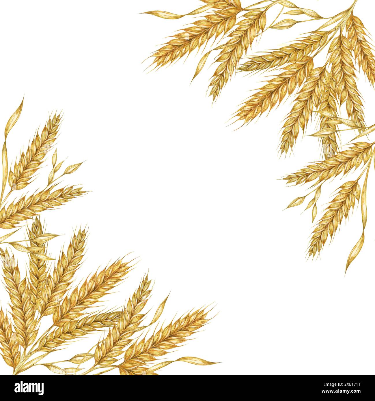 Wheat ears square frame. Barley stalks watercolor design for bread ...