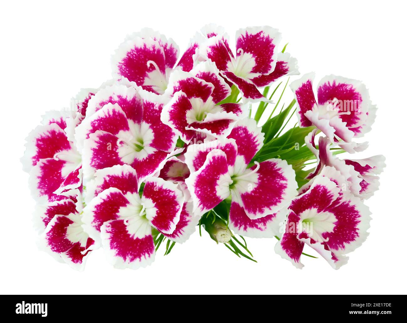Red stripped summer carnations flowers macro isolated Stock Photo - Alamy