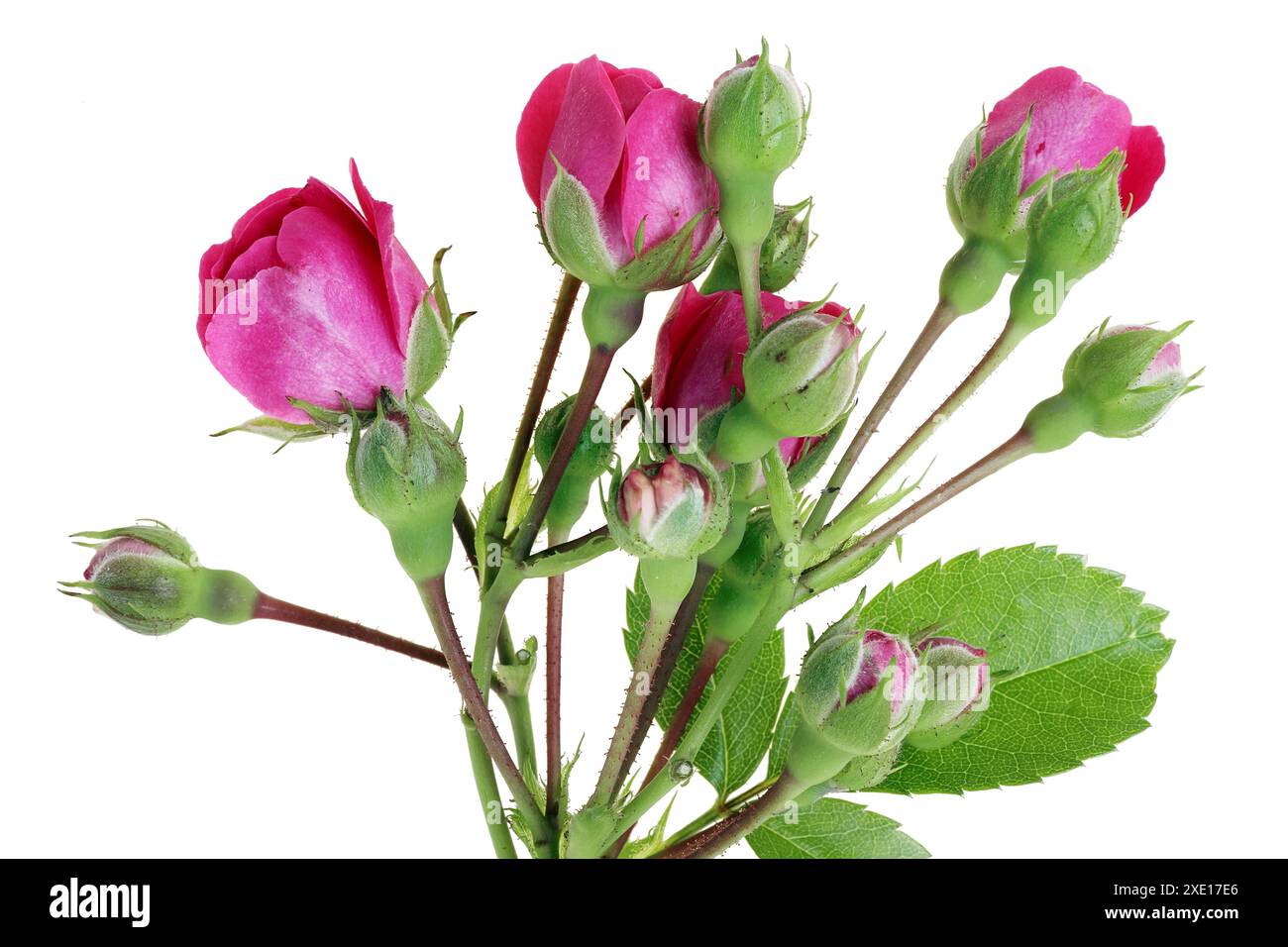 Small pink roses buds on sharp twigs isolated Stock Photo - Alamy
