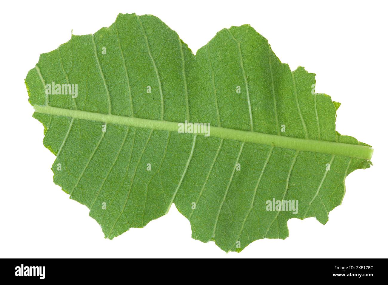 Back side of green broken leaf of summer wild plant isolated macro ...