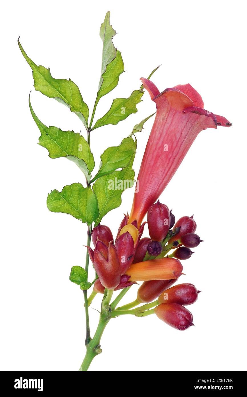Trumpet creeper- Campsis garden plant h with flowers and buds isolated ...