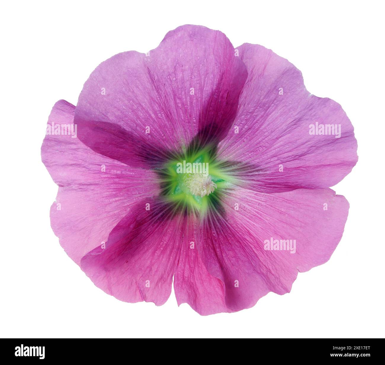 Flowe head Cut Out Stock Images & Pictures - Alamy
