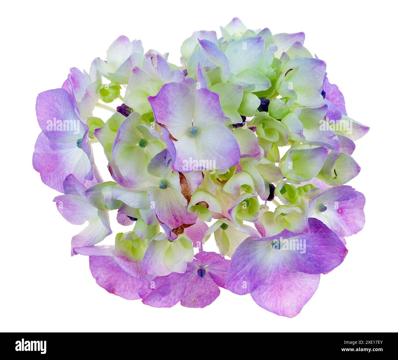 Hydrangea flowers blooming hi-res stock photography and images - Alamy