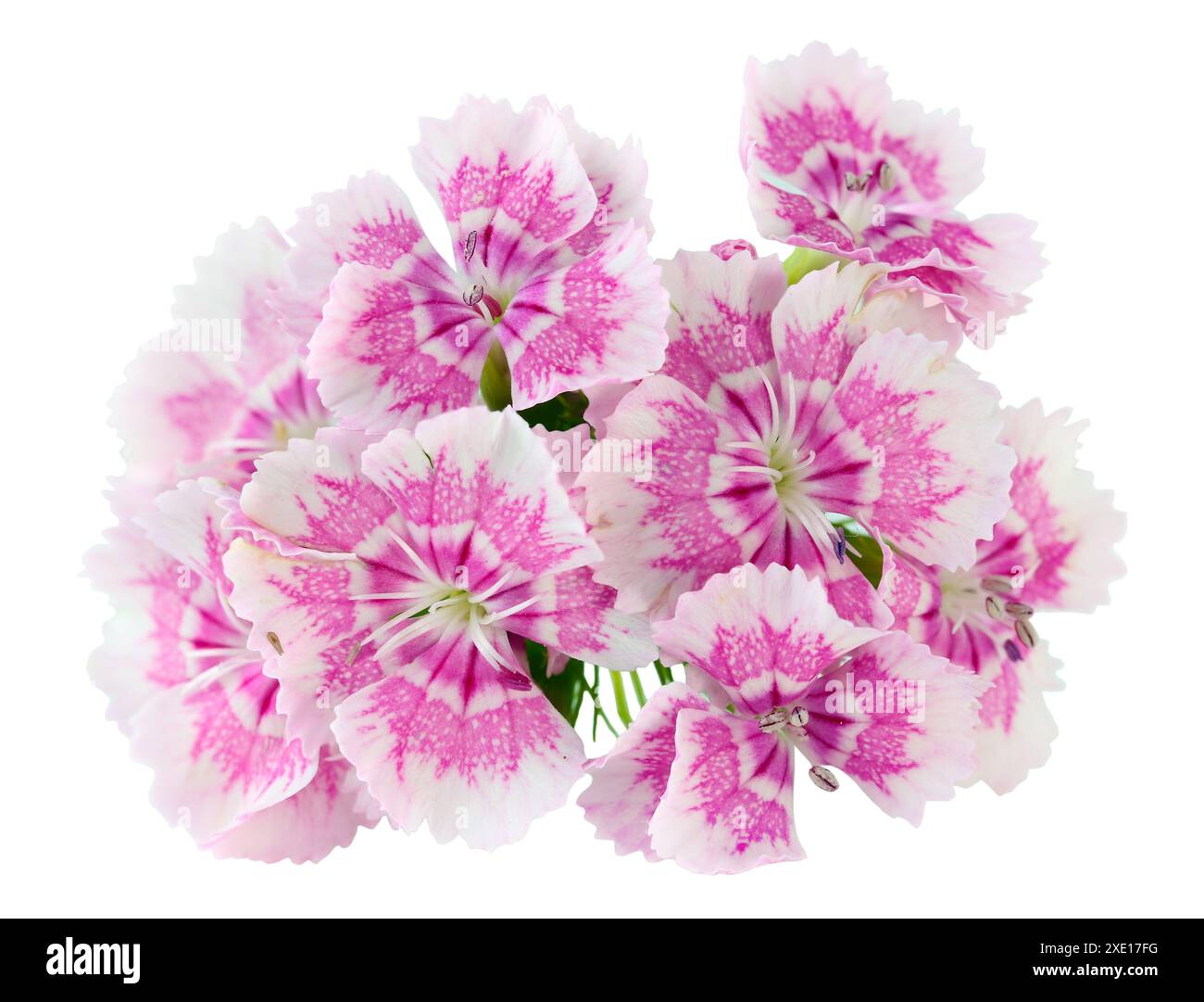 Pink stripped summer carnations flowers macro isolated Stock Photo - Alamy
